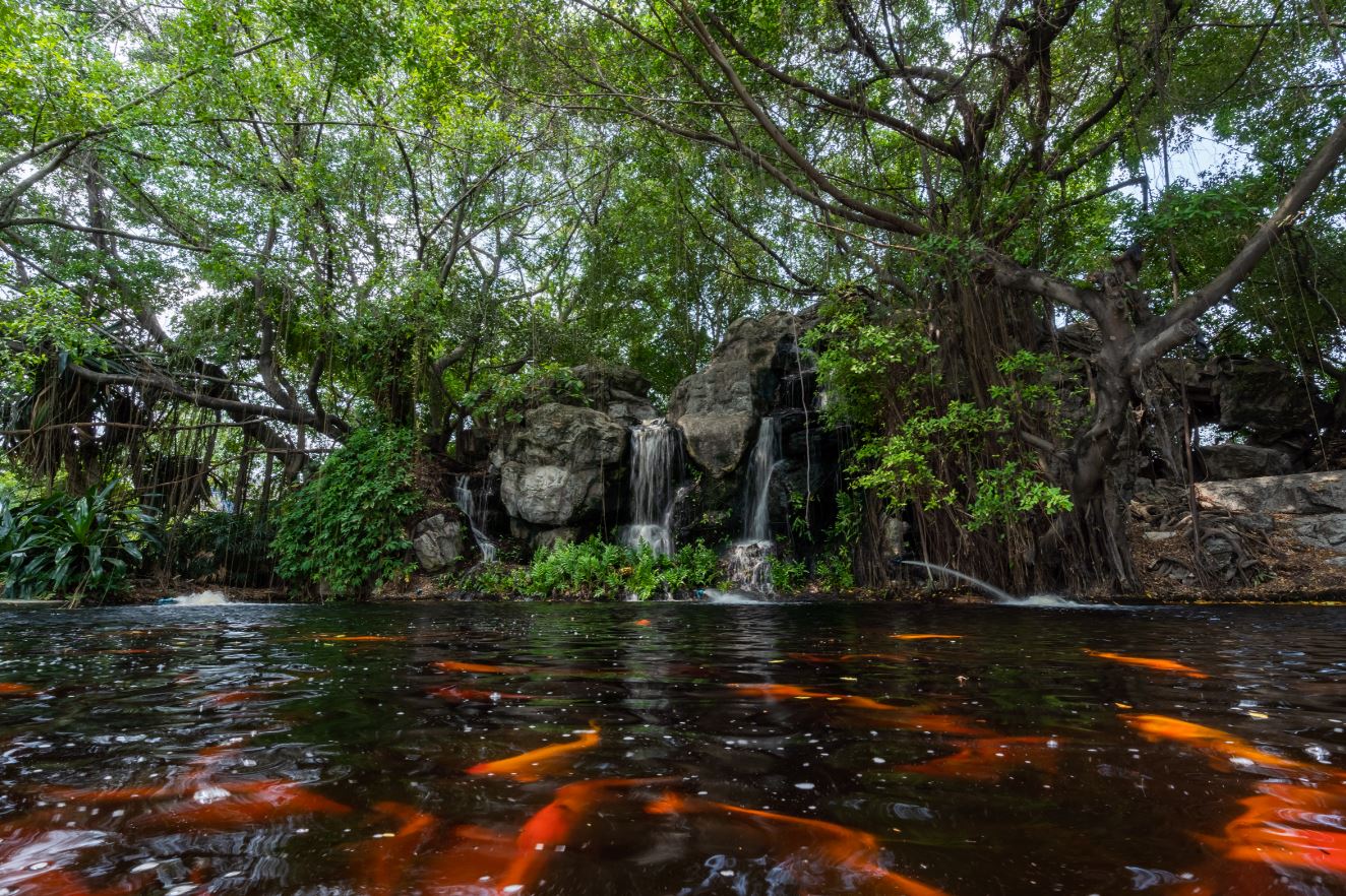 เกี่ยวกับเรา - Bangkok Farm ฟาร์มปลาคาร์ฟนำเข้าที่ใหญ่ที่สุดในประเทศไทย